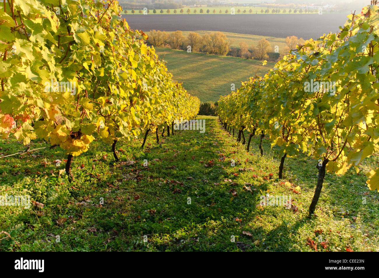 Vineyard fall colors hi-res stock photography and images - Alamy