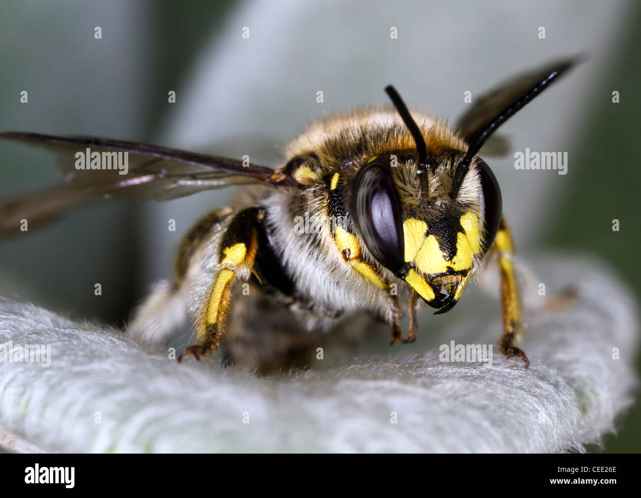 Wasp face on hi-res stock photography and images - Alamy