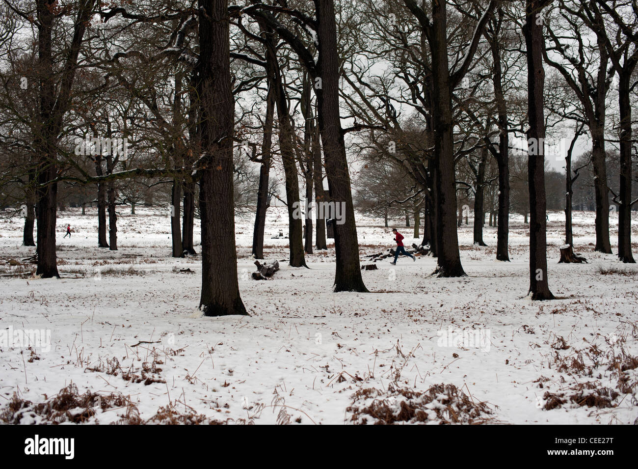 Richmond park winter hi-res stock photography and images - Alamy