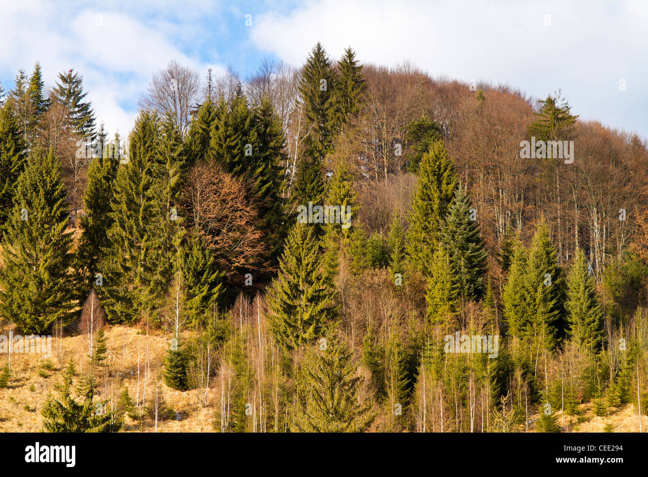Landscape fall forest park autumn hi-res stock photography and images ...