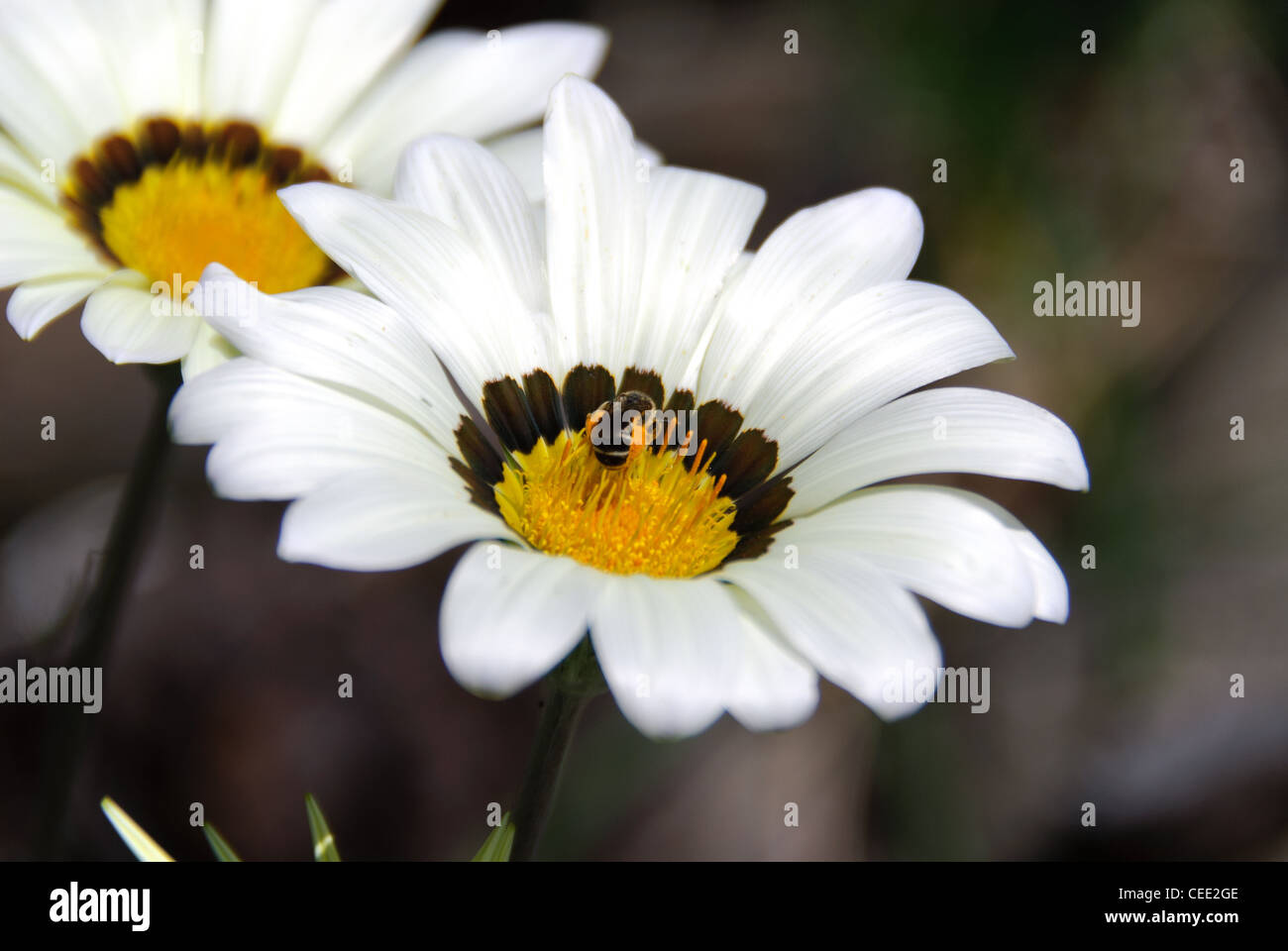bees during pollination on a daisy Stock Photo - Alamy