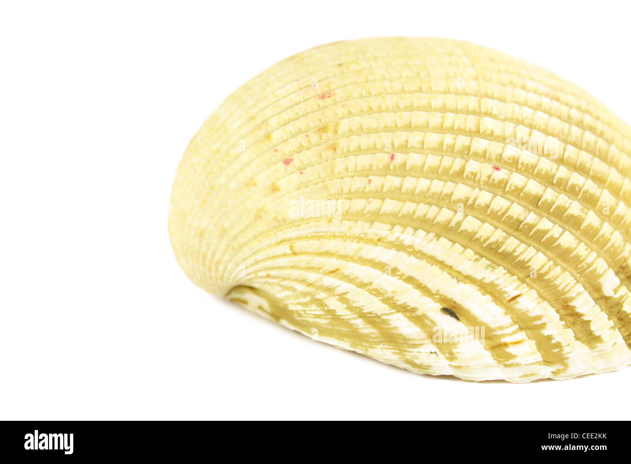 Shell finger hi-res stock photography and images - Alamy