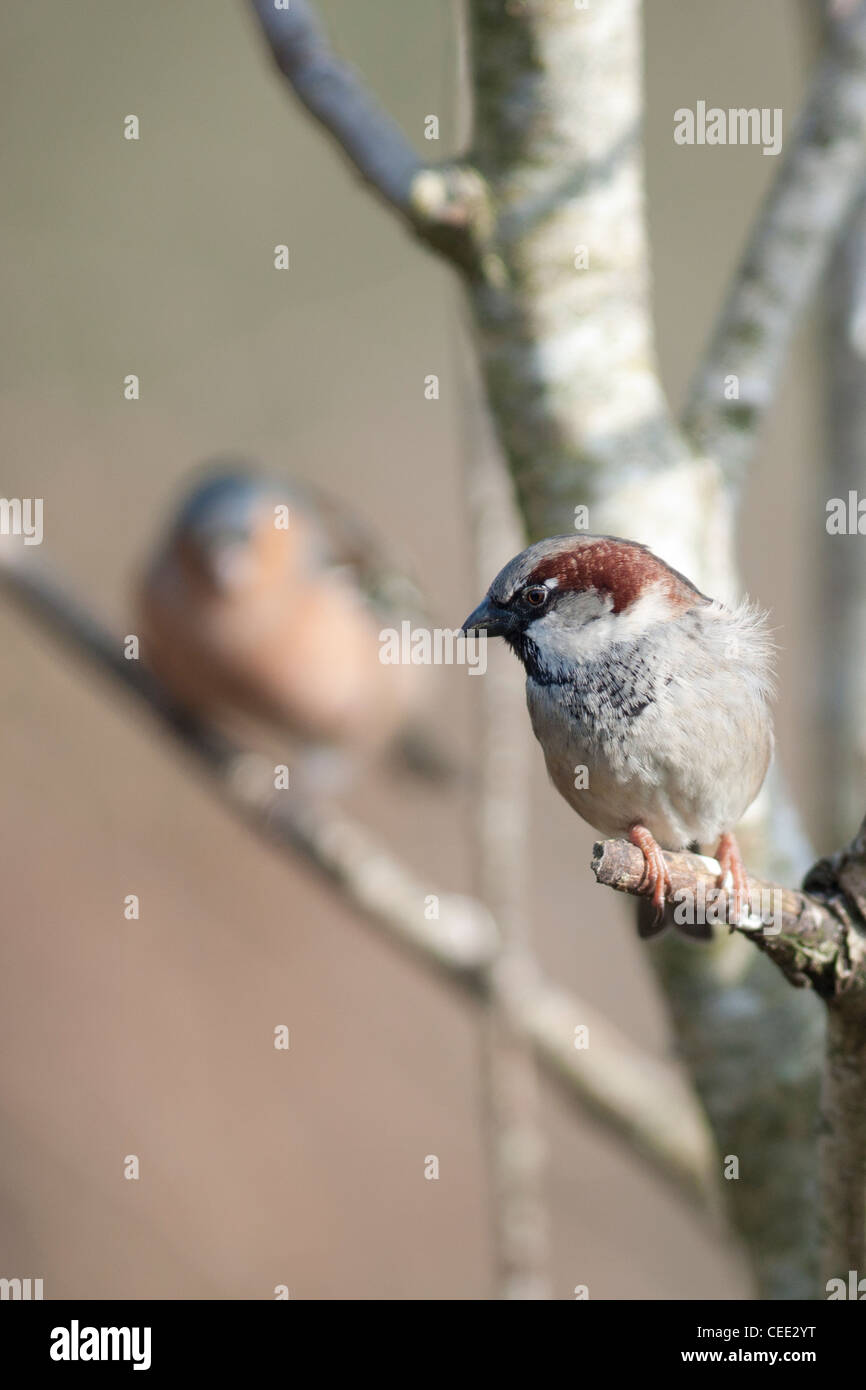 Heligan house lost gardens heligan hi-res stock photography and images ...