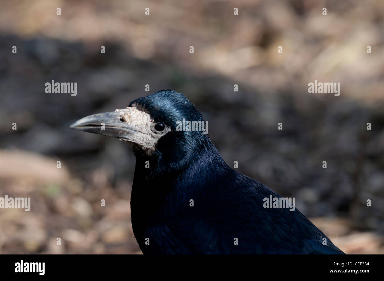 Corvid crow rook hi-res stock photography and images - Alamy