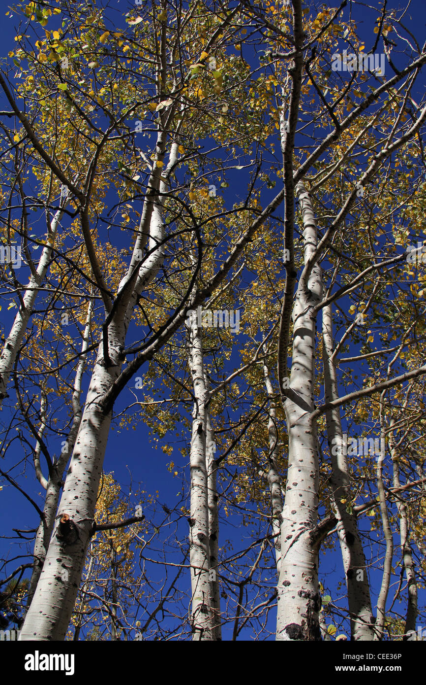 Fall color quaking aspen trees Mount Lemmon Tucson Arizona Stock Photo ...