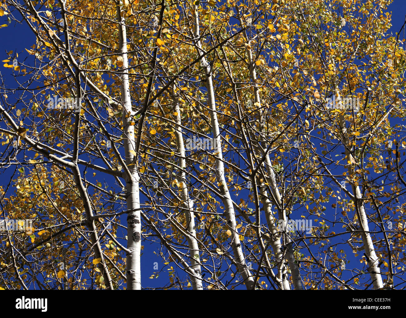 Fall color quaking aspen trees Mount Lemmon Tucson Arizona Stock Photo ...