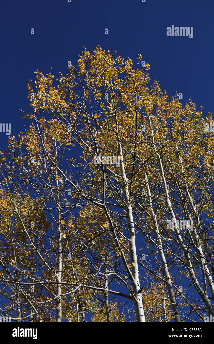 Fall color quaking aspen trees Mount Lemmon Tucson Arizona Stock Photo ...