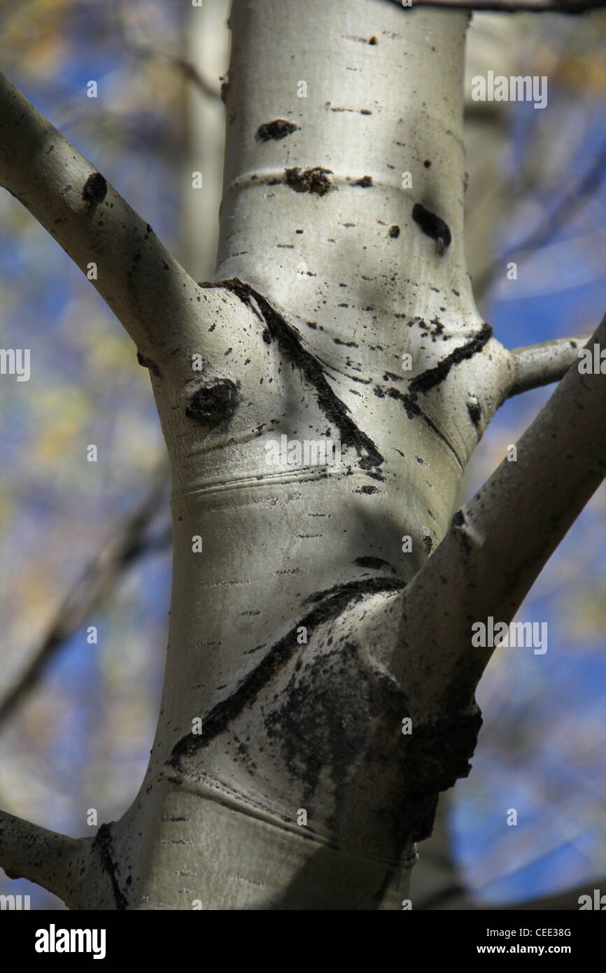 Lemon aspen hi-res stock photography and images - Alamy