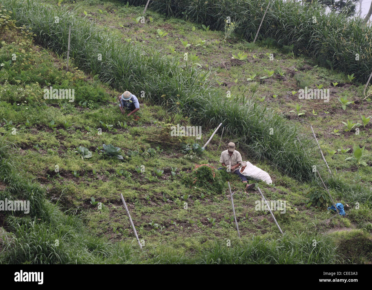 vegetable Farm terraced farm fields on Mount Merapi Yogyakarta ...