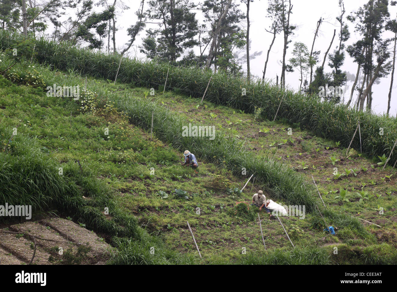 vegetable Farm terraced farm fields on Mount Merapi Yogyakarta ...