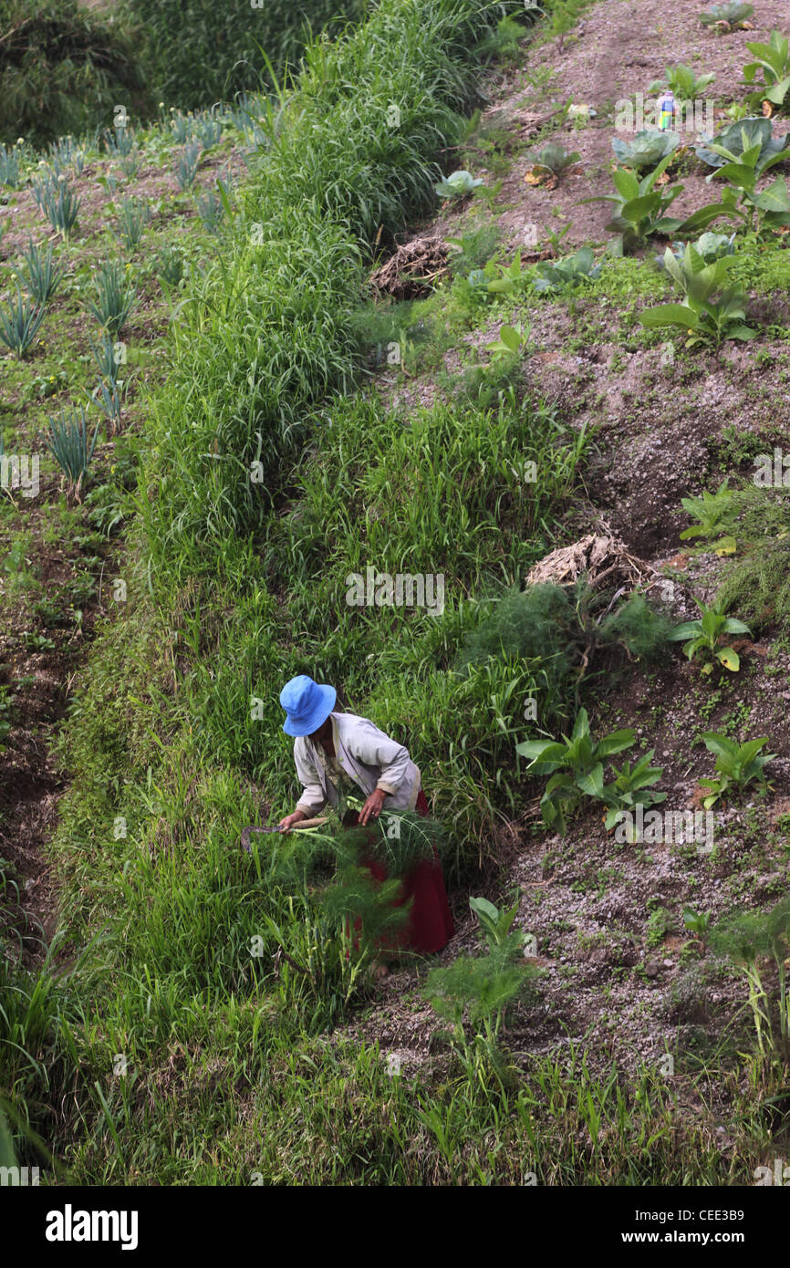 woman vegetable Farmer terraced farm fields on Mount Merapi Yogyakarta ...