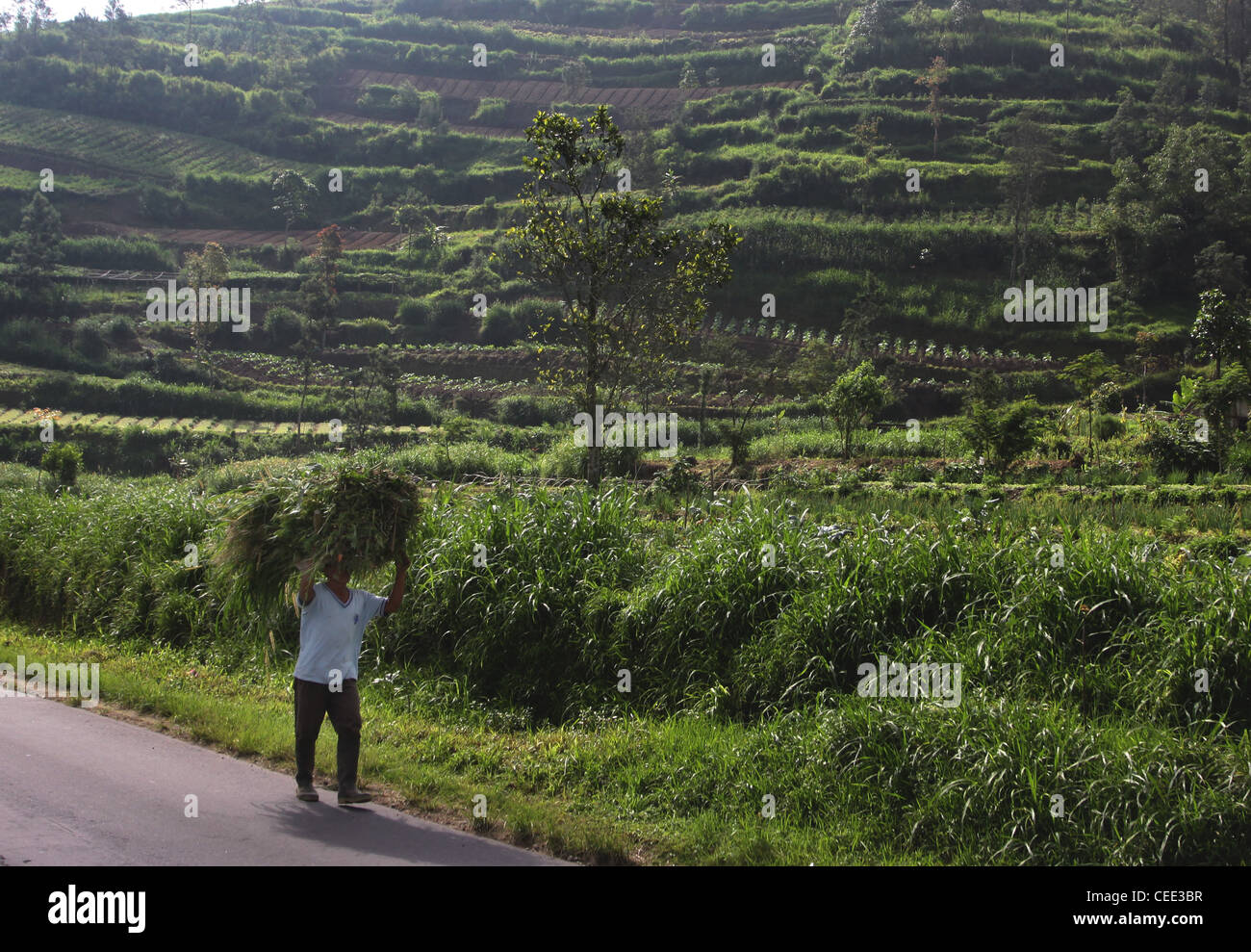 Farmer carrying grass terraced farm fields on Mount Merapi Yogyakarta ...