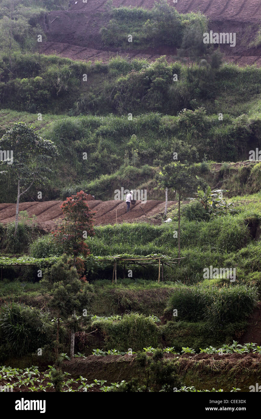 vegetable Farm terraced farm fields on Mount Merapi Yogyakarta ...