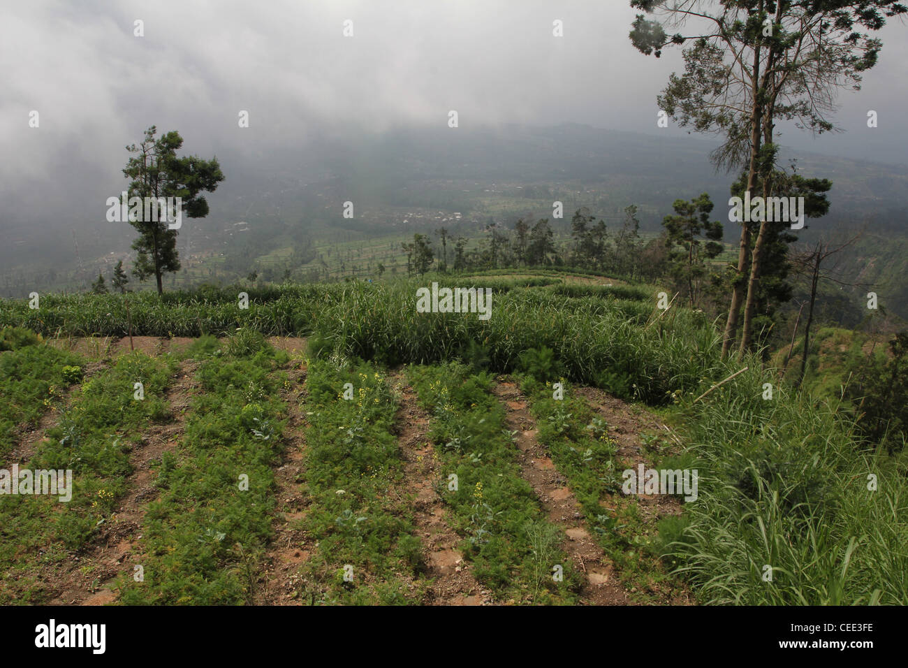 vegetable Farm terraced farm fields on Mount Merapi Yogyakarta ...