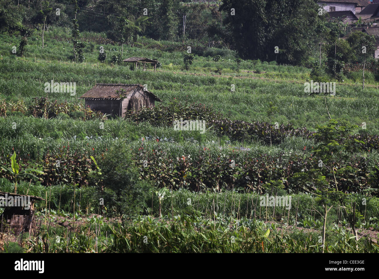 vegetable Farm terraced farm fields on Mount Merapi Yogyakarta ...