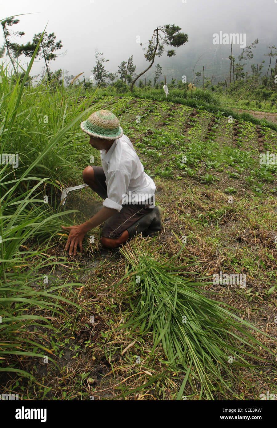 Merapi volcano farmer hi-res stock photography and images - Alamy