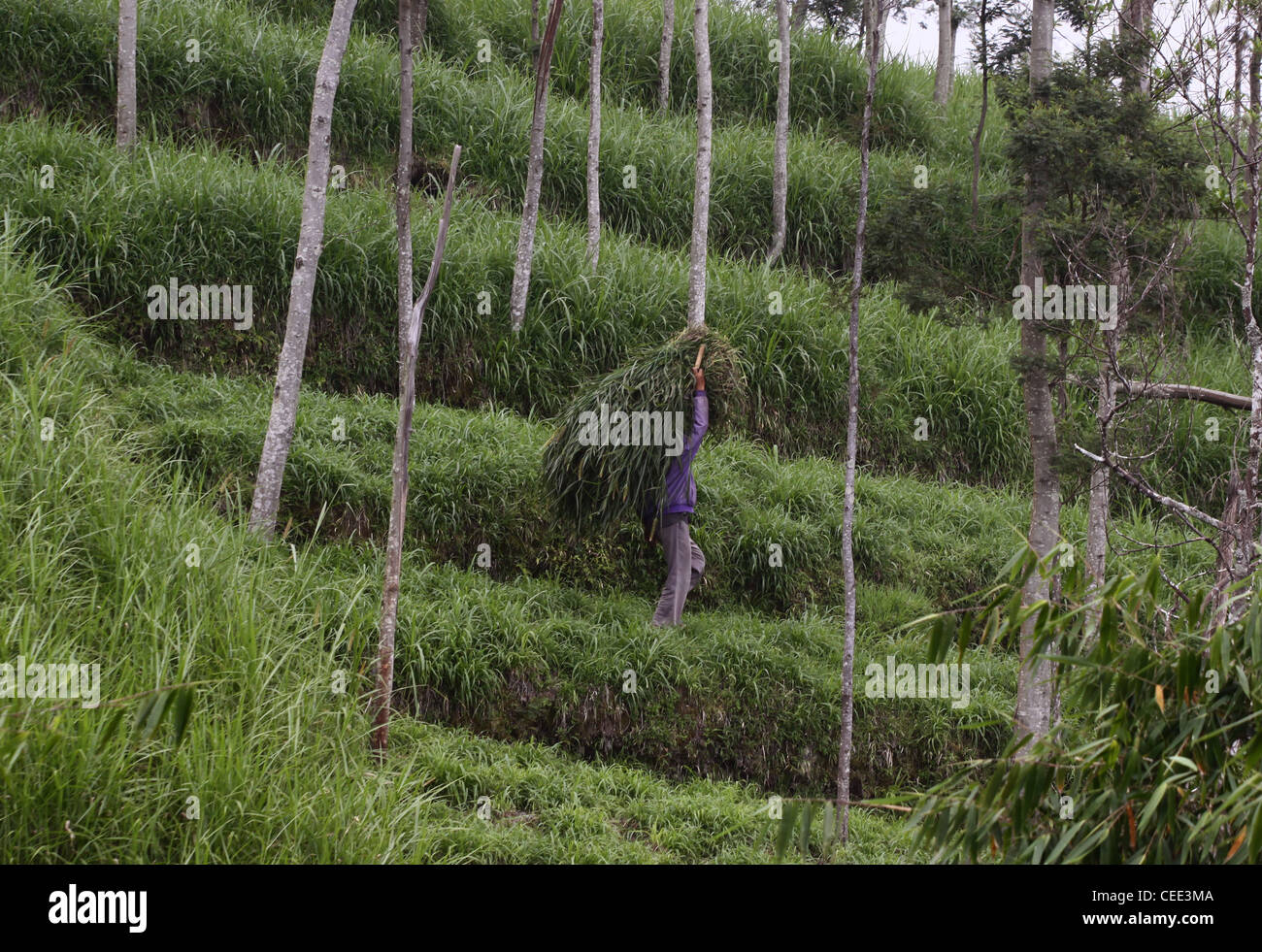 woman Farmer carrying grass terraced farm fields on Mount Merapi ...