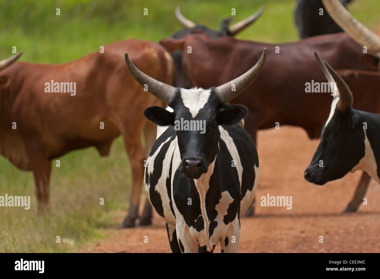 Cattle with horns hi-res stock photography and images - Alamy