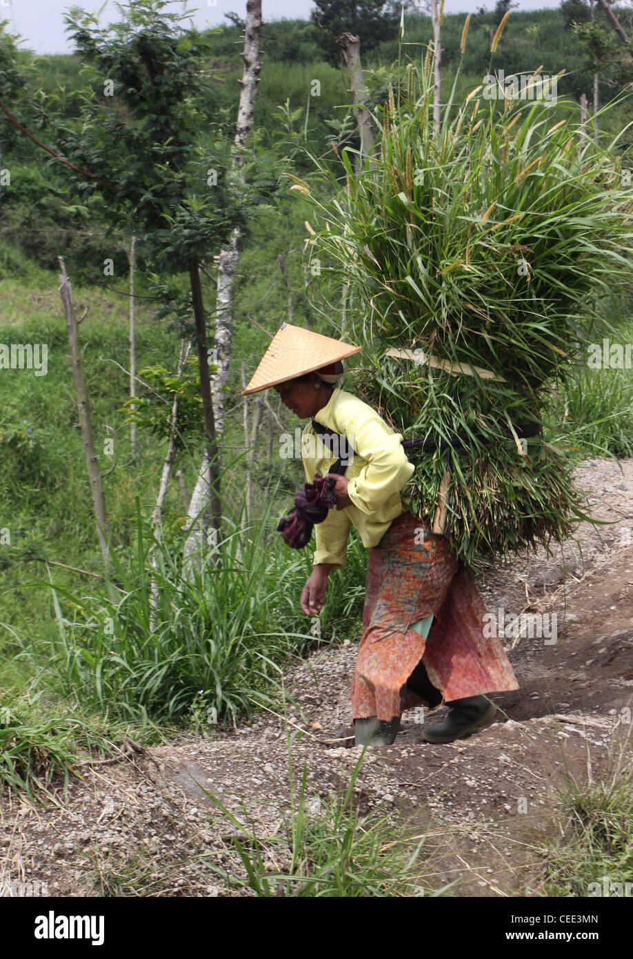 woman Farmer carrying grass terraced farm fields on Mount Merapi ...
