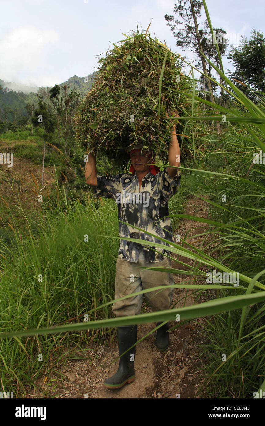 Farmer carrying grass terraced farm fields on Mount Merapi Yogyakarta ...