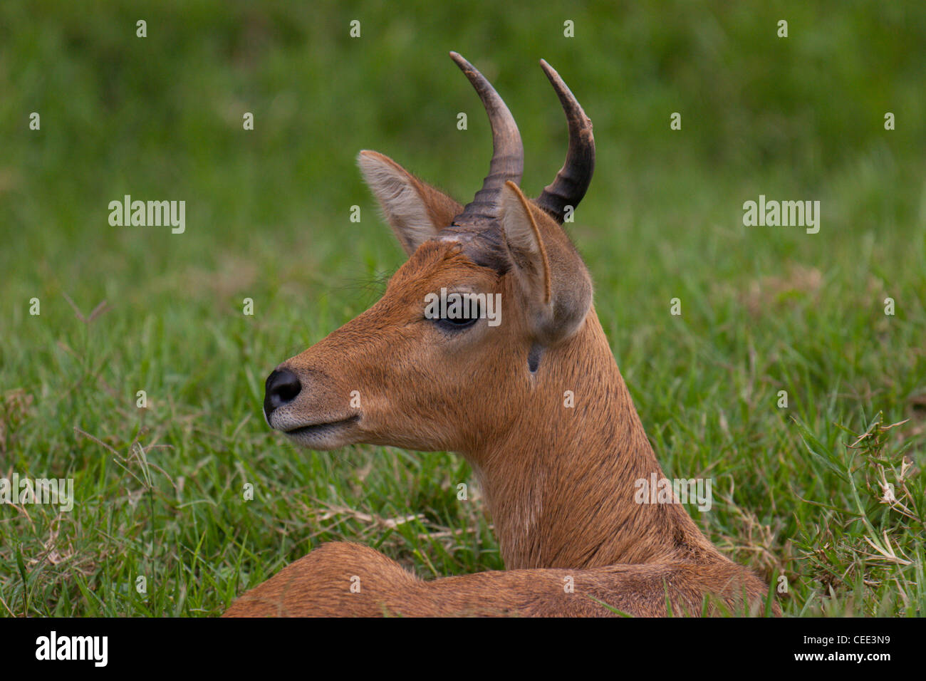 antelope springbok Africa Uganda Stock Photo - Alamy