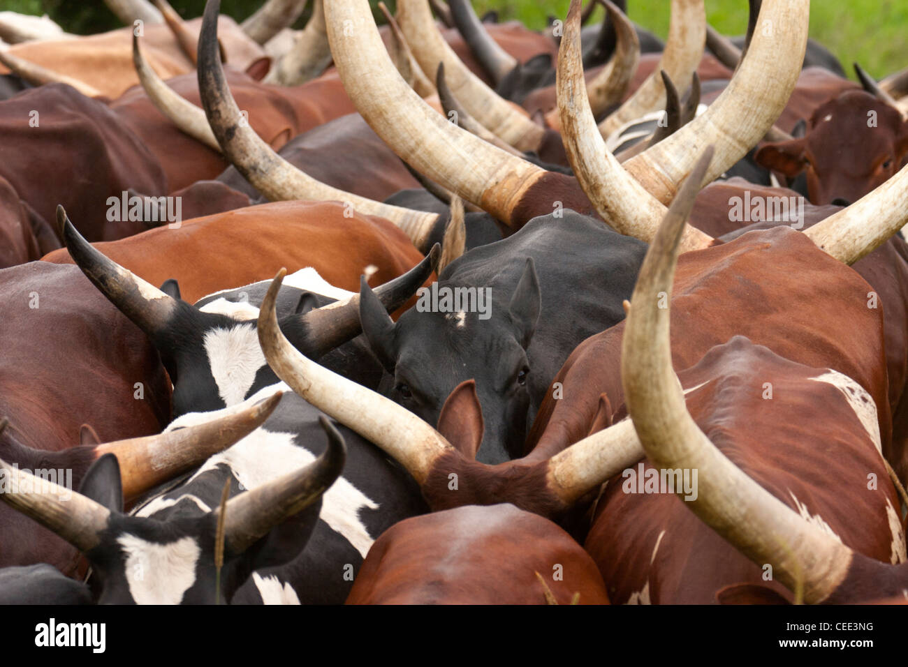 Cows horns hi-res stock photography and images - Alamy