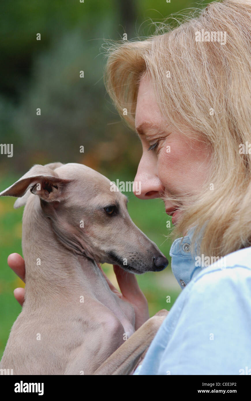 Woman gently cuddling dog, Italian Greyhound. Outdoor location, soft ...