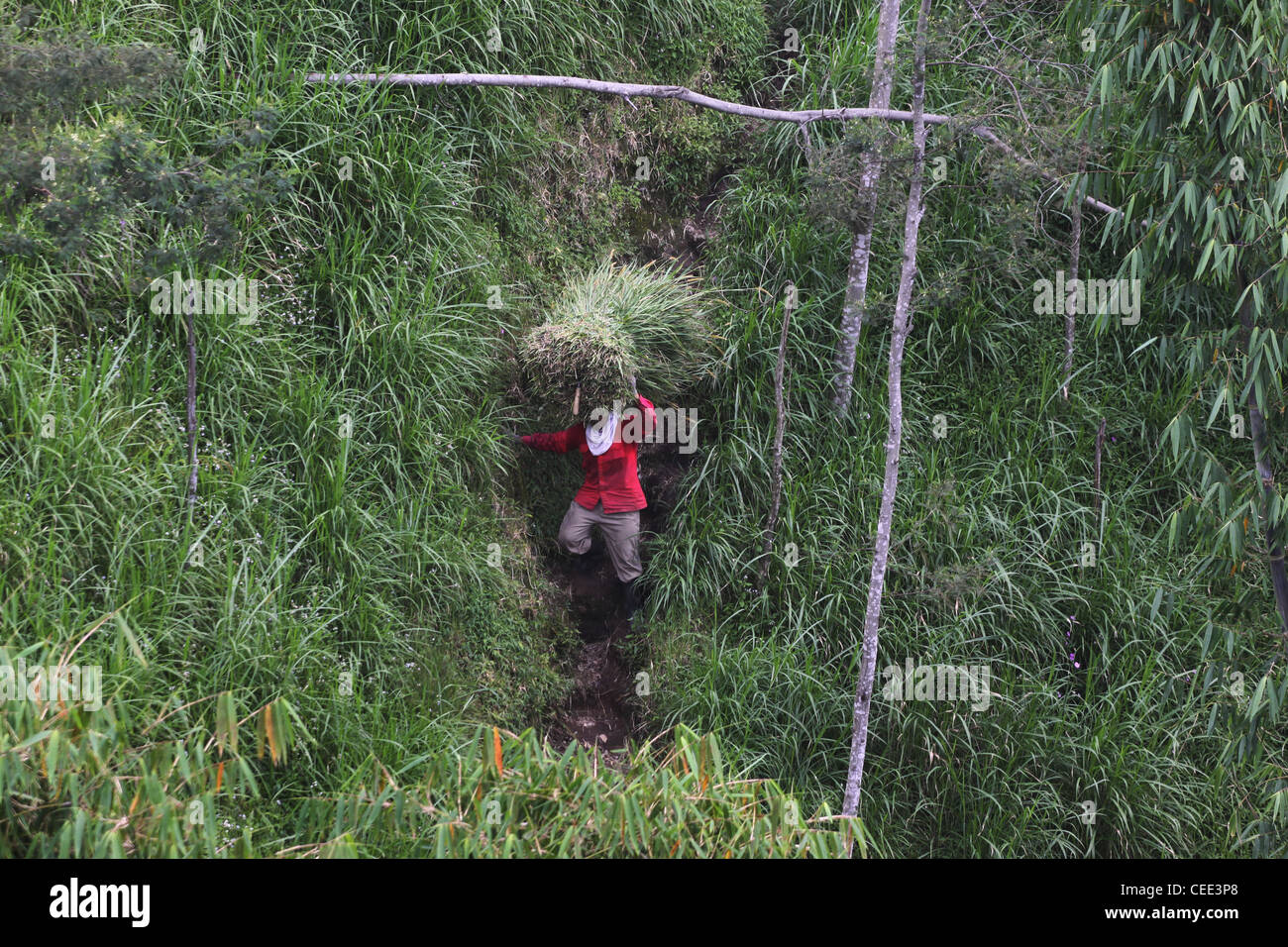 Farmer carrying grass terraced farm fields on Mount Merapi Yogyakarta ...