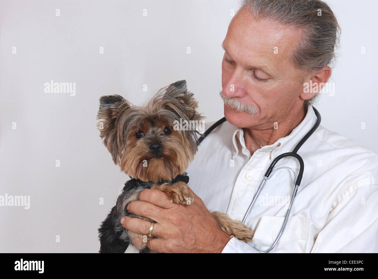 Male veterinarian holding and looking at a small dog, Yorkshire Terrier ...