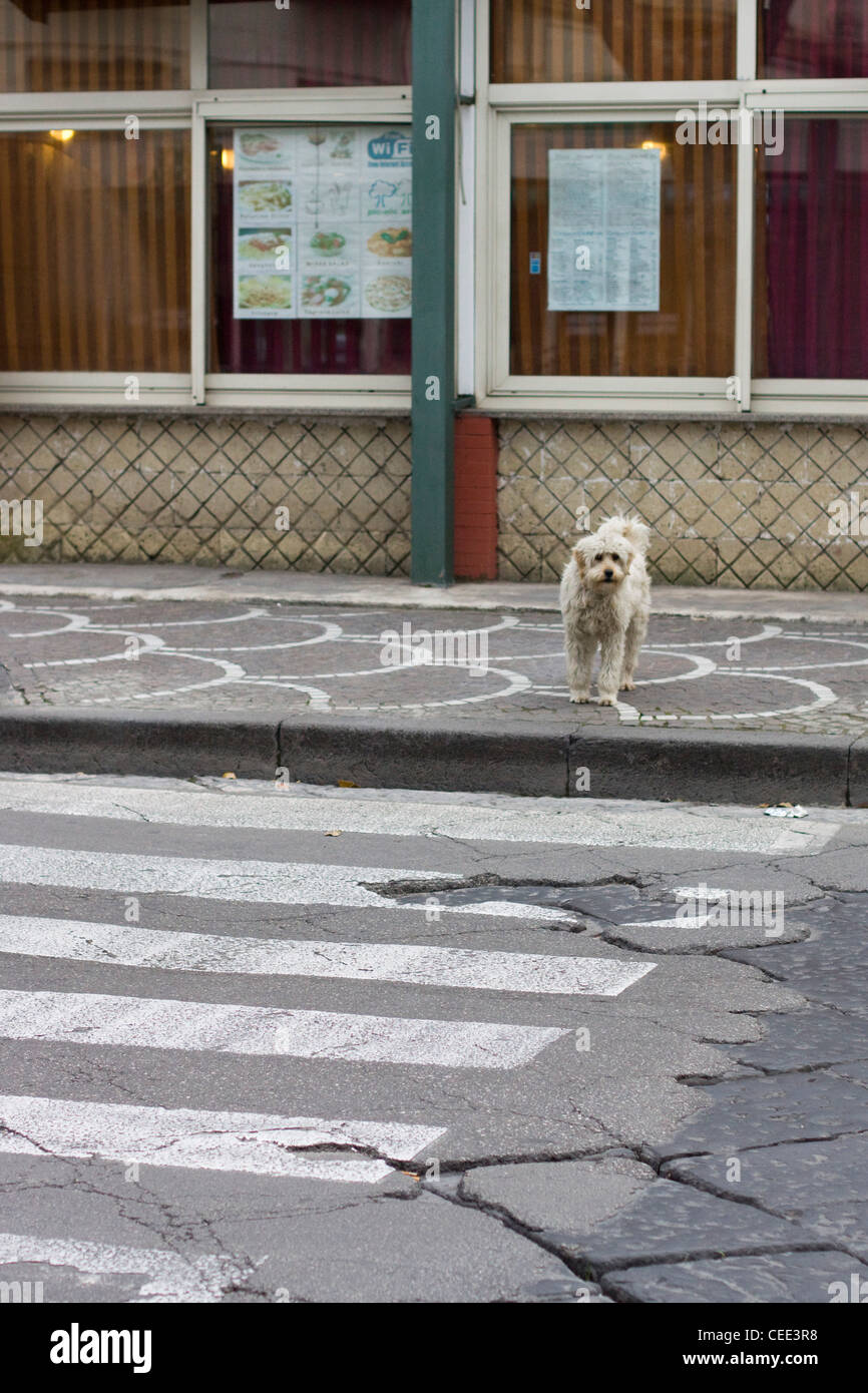Free-ranging dog waiting to cross a busy road in Pompeii Italy Canis ...