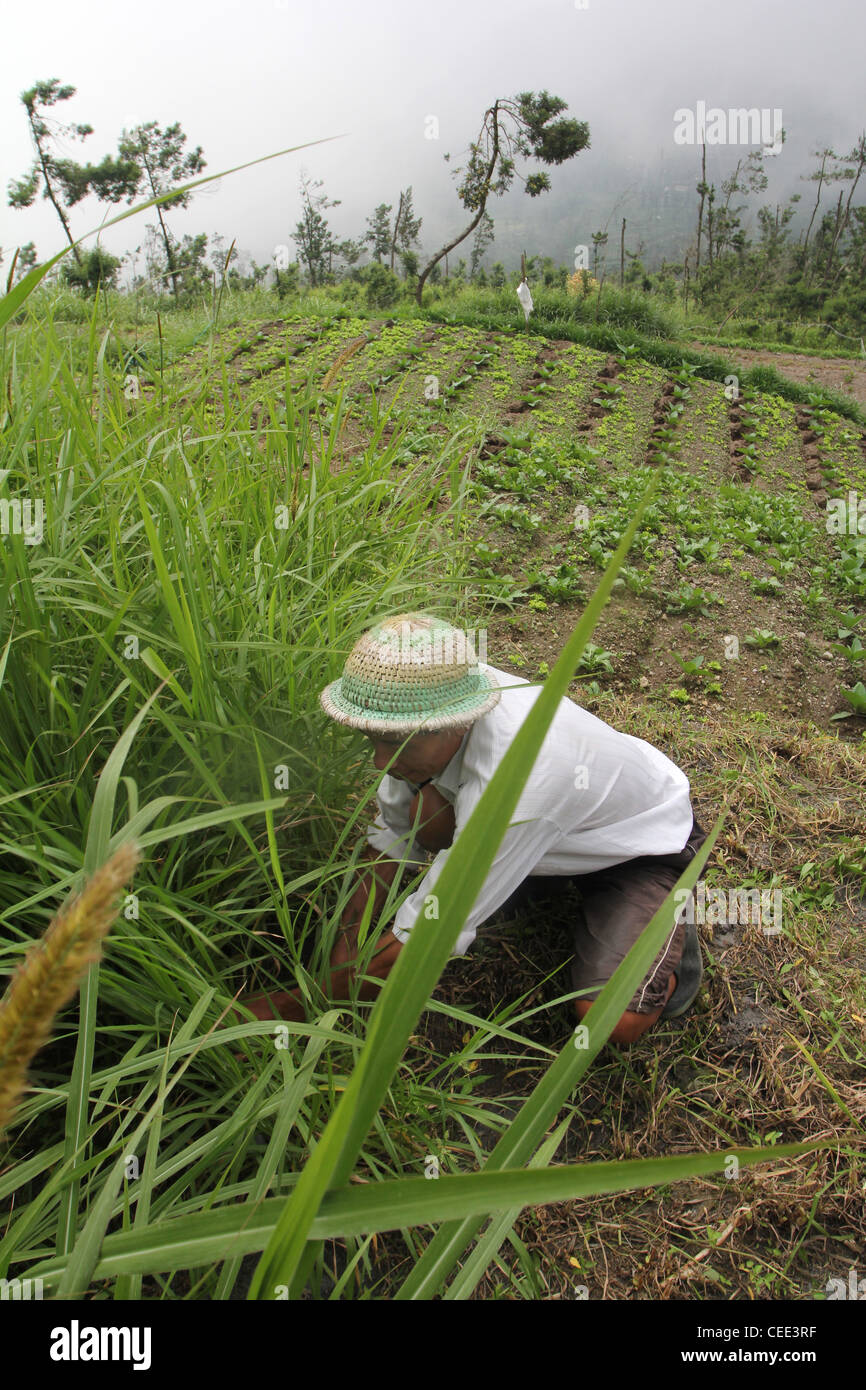 Farmer cutting grass terraced farm fields on Mount Merapi Yogyakarta ...