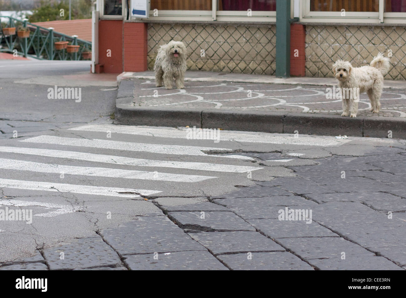 Free-ranging dog waiting to cross a busy road in Pompeii Italy Canis ...