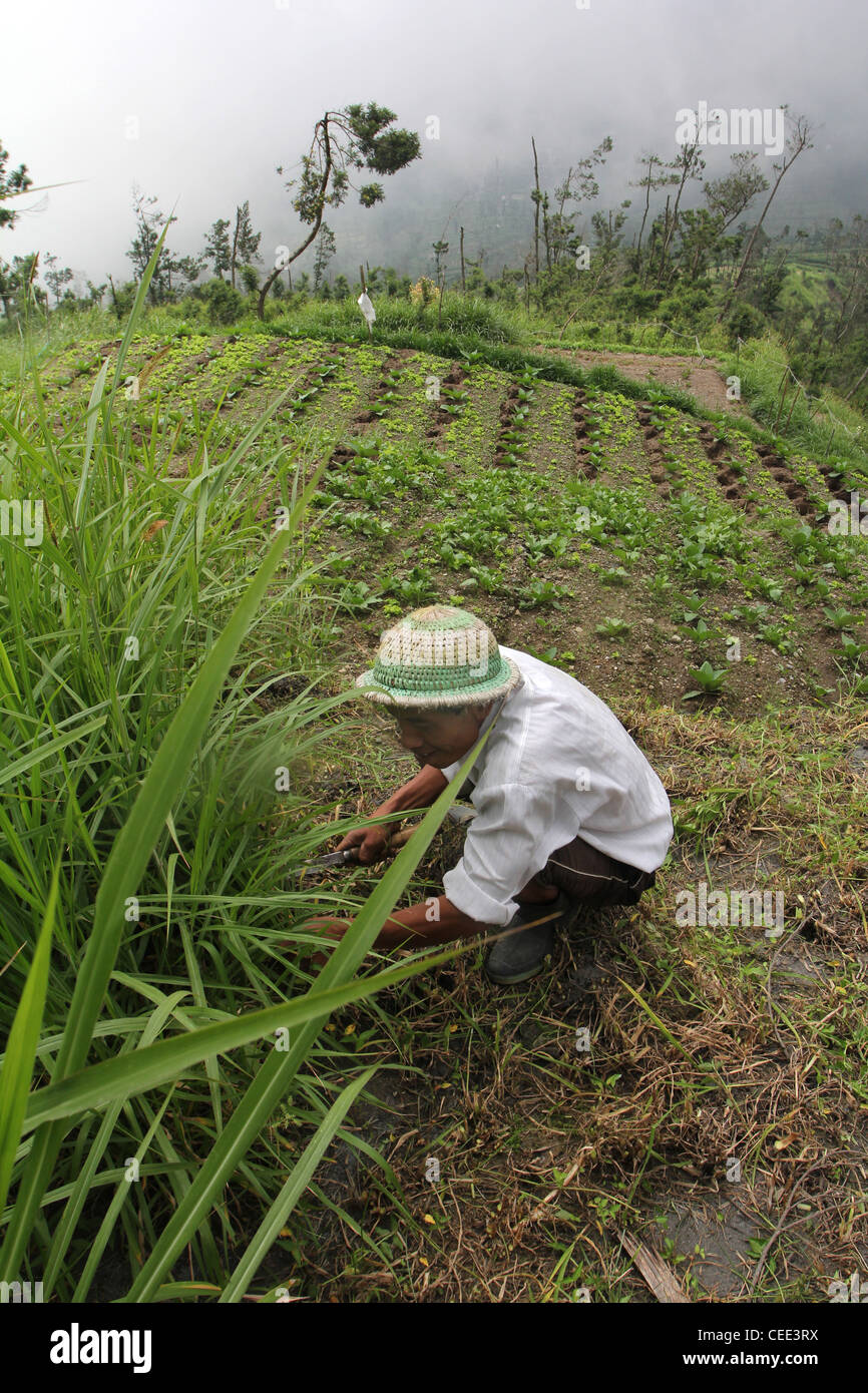 Farmer cutting grass terraced farm fields on Mount Merapi Yogyakarta ...