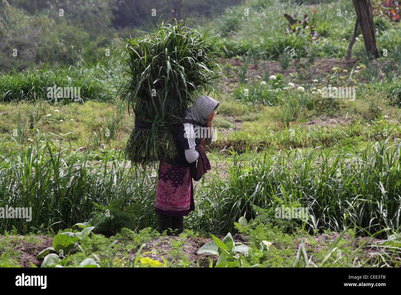 woman Farmer carrying grass terraced farm fields on Mount Merapi ...