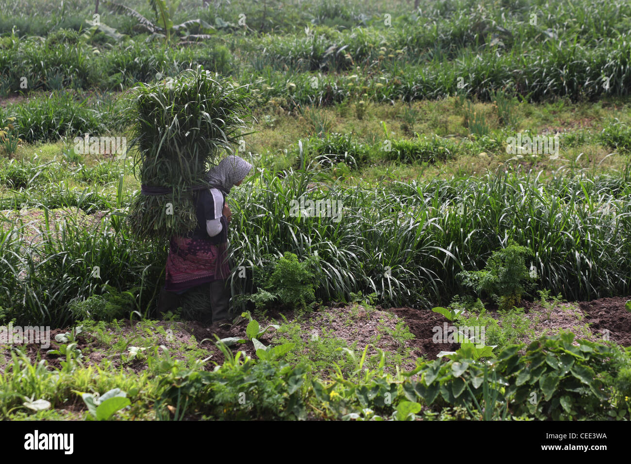 woman Farmer carrying grass terraced farm fields on Mount Merapi ...