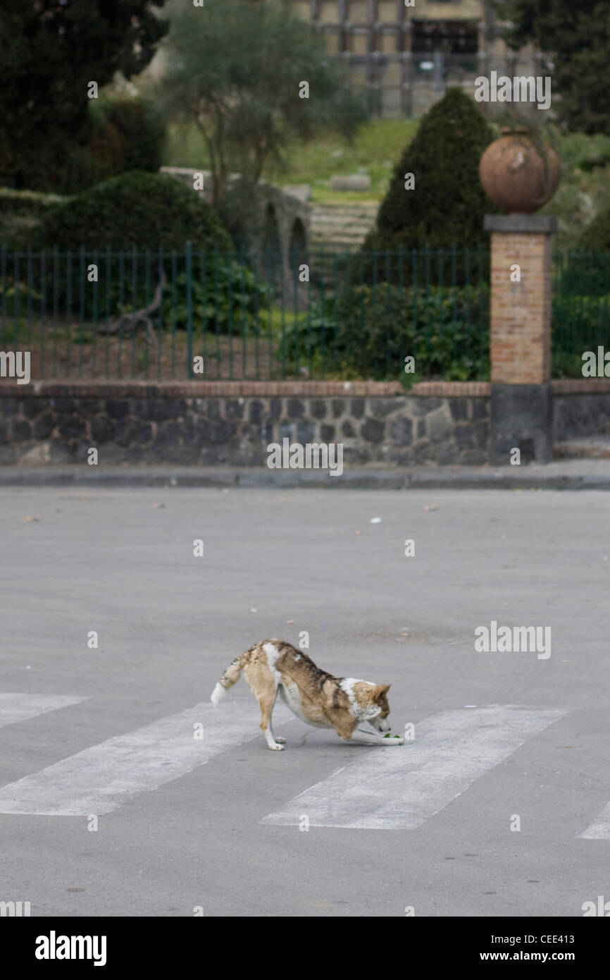 Free-ranging dog on a Crossing in Pompeii Italy Canis lupus dingo Stock ...