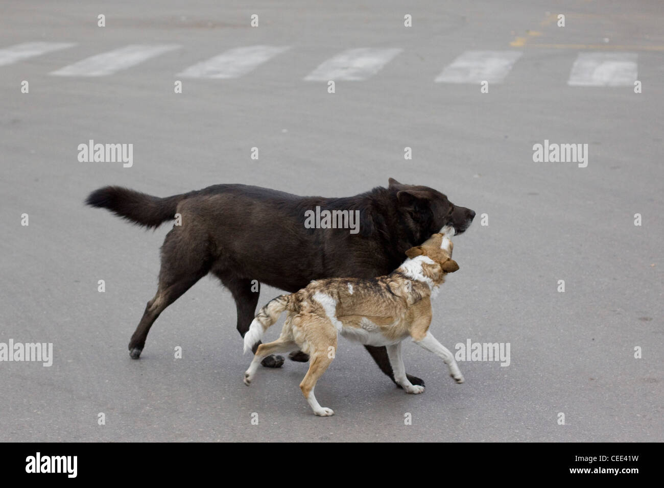 Free-ranging dog Playing in Pompeii Italy Canis lupus dingo Stock Photo ...