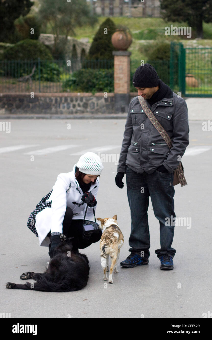 Free-ranging dog Greeting Tourist in Pompeii Italy Canis lupus dingo ...