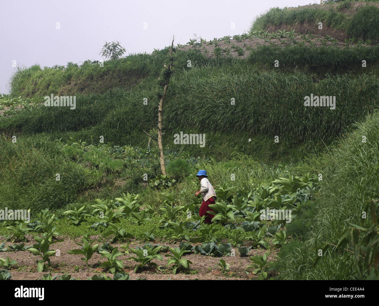woman vegetable Farmer terraced farm fields on Mount Merapi Yogyakarta ...