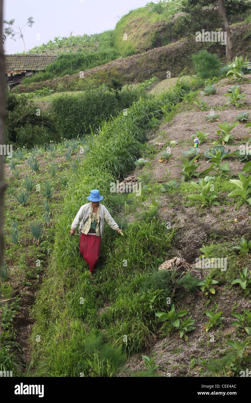 woman vegetable Farmer terraced farm fields on Mount Merapi Yogyakarta ...