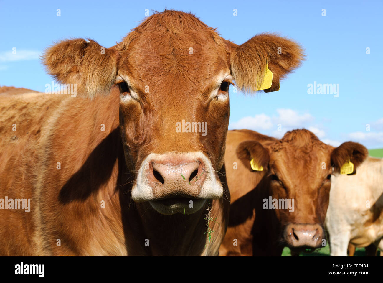 closeup of a cow in Cornwall at sunset Stock Photo - Alamy