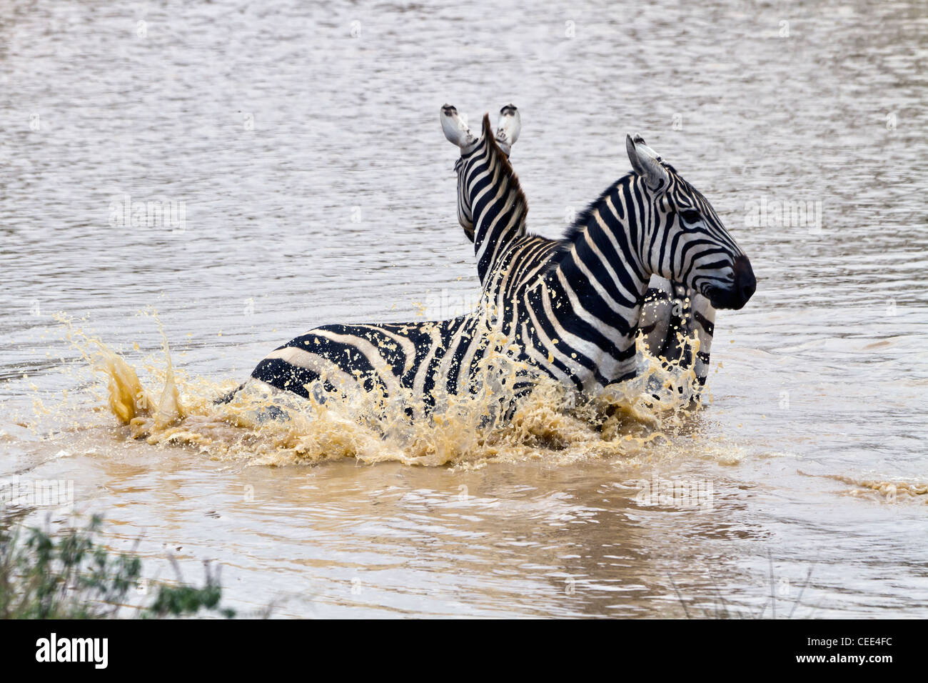 Startled zebra hi-res stock photography and images - Alamy