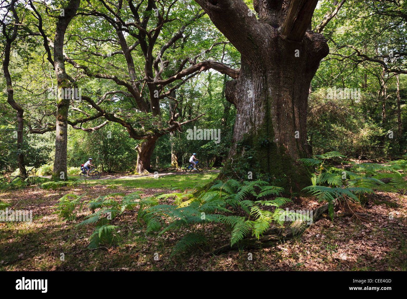 The forest trail hi-res stock photography and images - Alamy