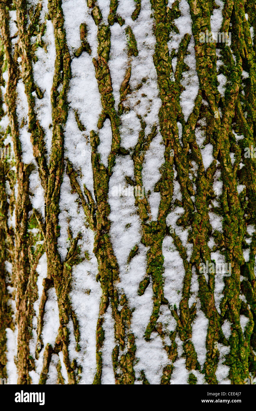 Snow covered tree bark Stock Photo - Alamy