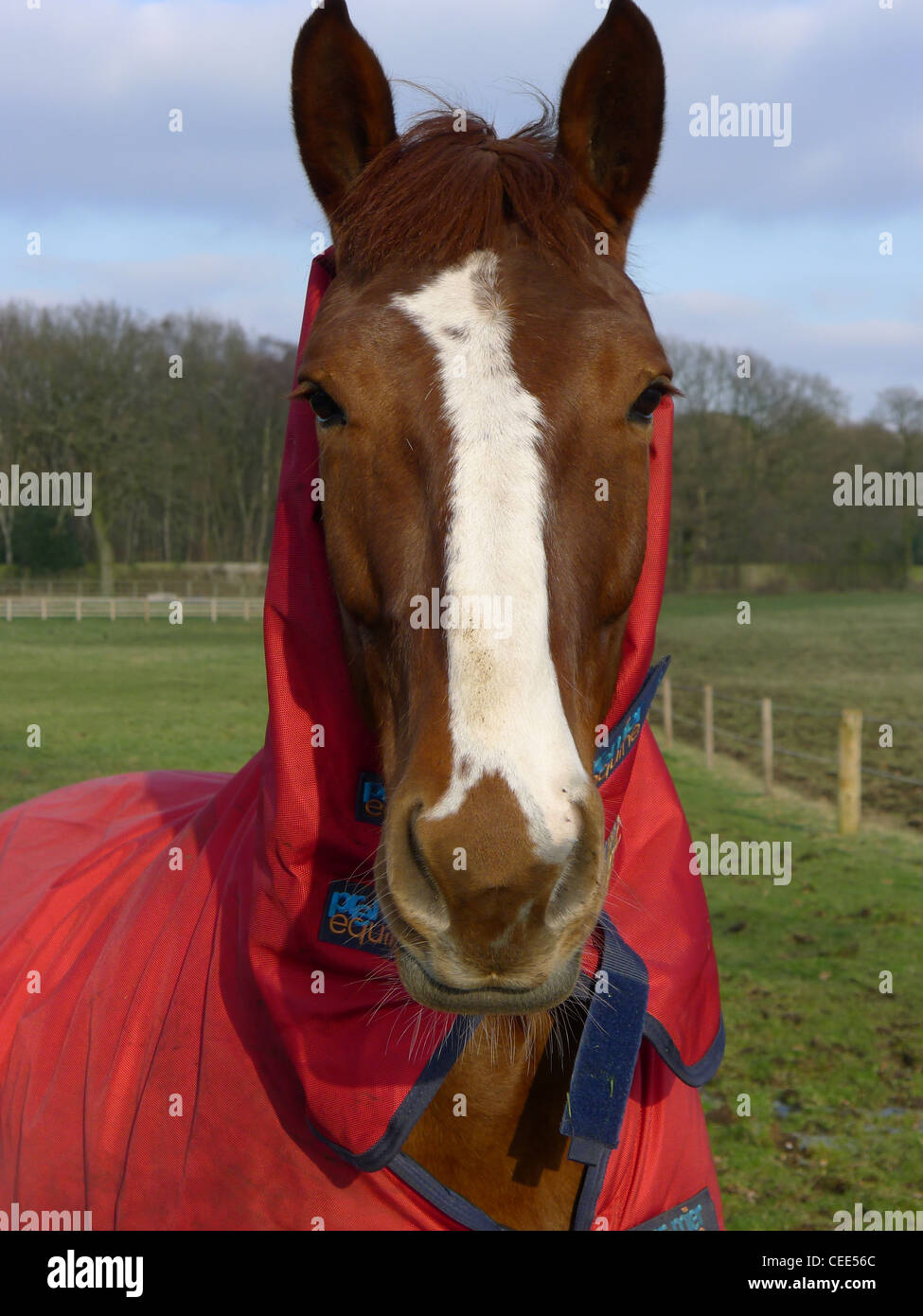 Red horse coat hi-res stock photography and images - Alamy