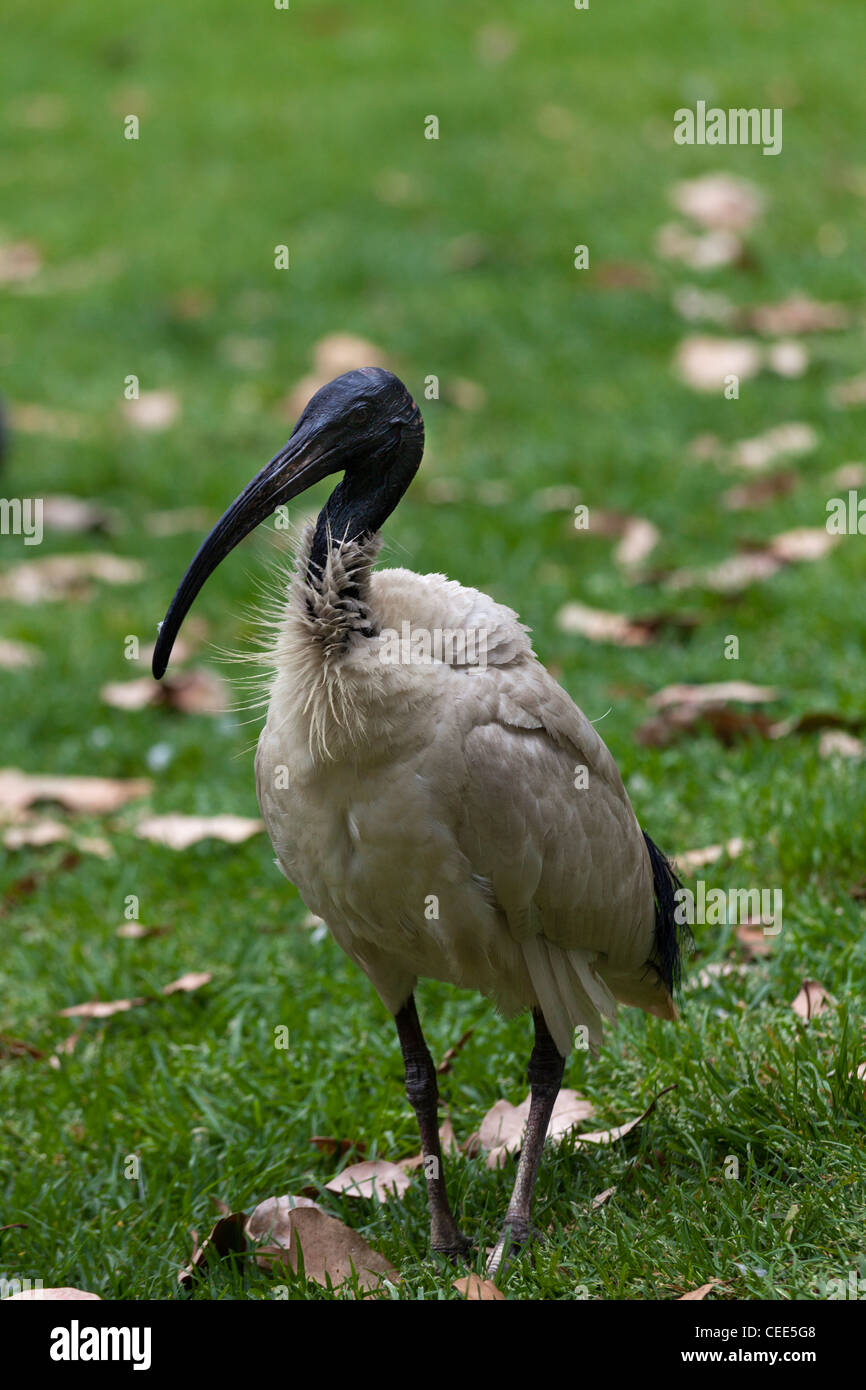 Australian White Ibis (Threskiornis molucca), Belmore Park, Central ...
