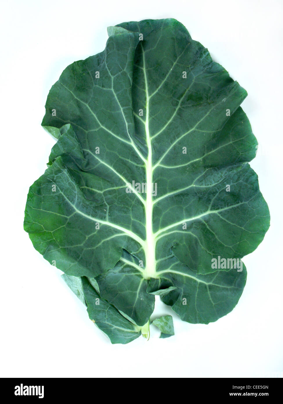 Leaf of a broccoli on a white background Stock Photo - Alamy