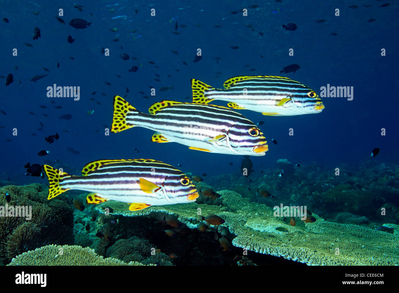 Three Oriental Sweetlips, Plectorhinchus orientalis, swimming over ...