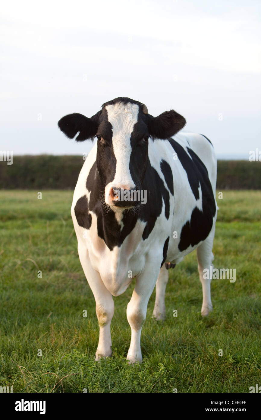 Holstein-Friesian cattle (black and white) at Brue Valley Farm in ...