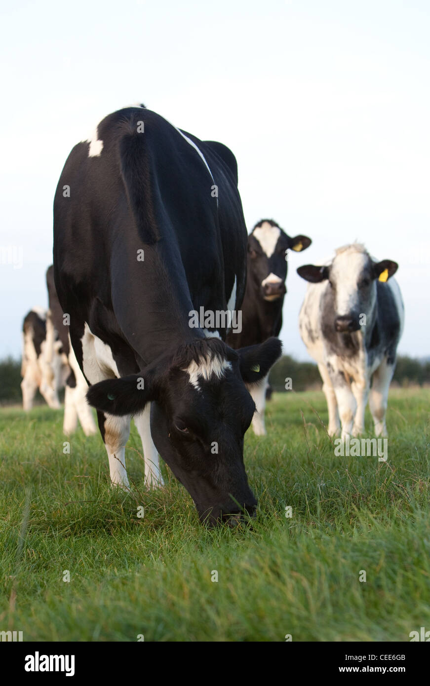 Brue valley hi-res stock photography and images - Alamy